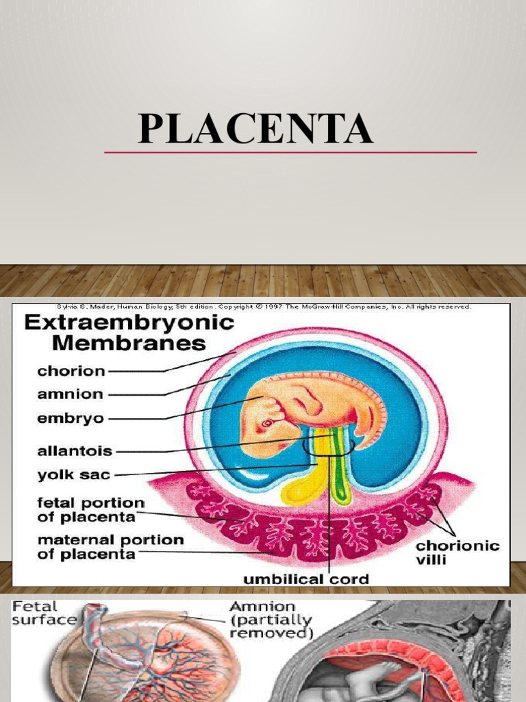 Placenta | PDF | Placenta | Fetus