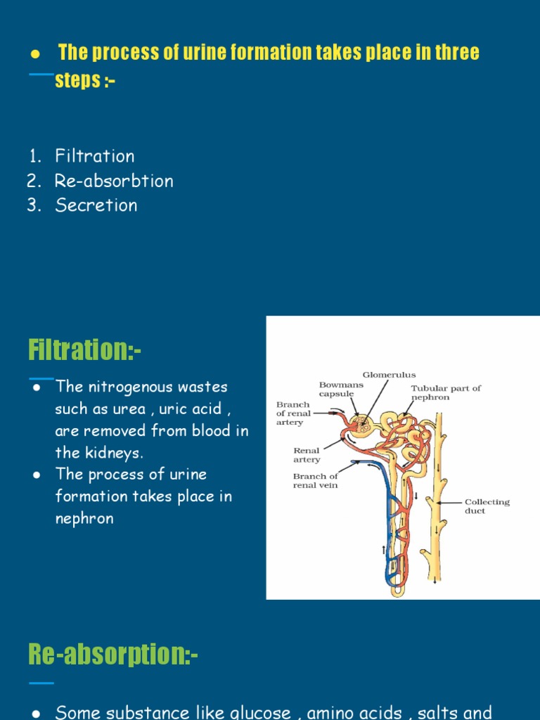 Excretion in Human Beings | PDF Excretion in Human Beings | PDF