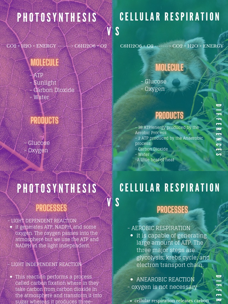 Photosynthesis vs Cellular Respiration | PDF