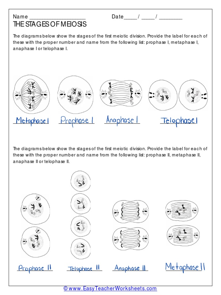Stages of Meiosis Completed | PDF