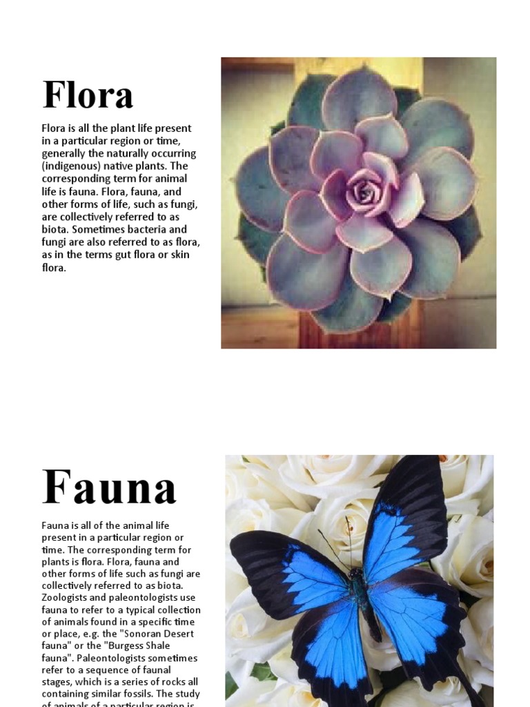 Flora and Fauna: Definitions and Insights | PDF