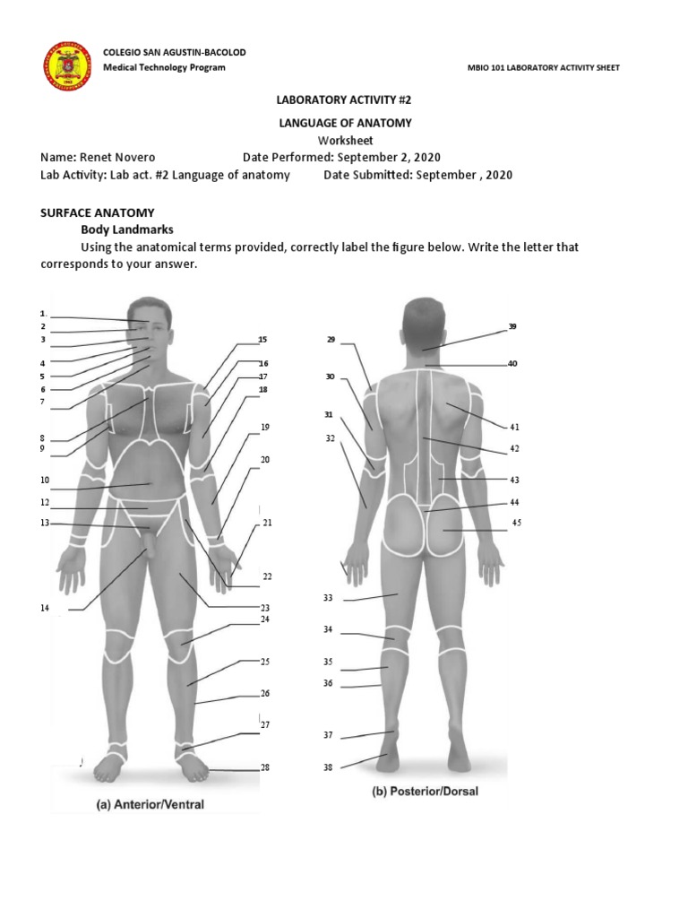 Colegio San Agustin Medical Technology Program Anatomy Lab Activity | PDF