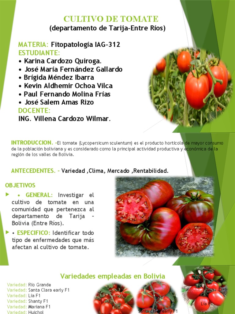 Cultivo de Tomate | PDF | Virus | Especialidades Medicas