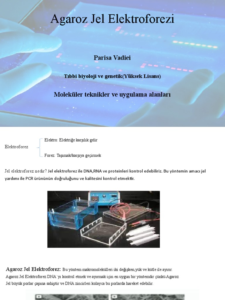 Agaroz Jel Elektroforezi | PDF