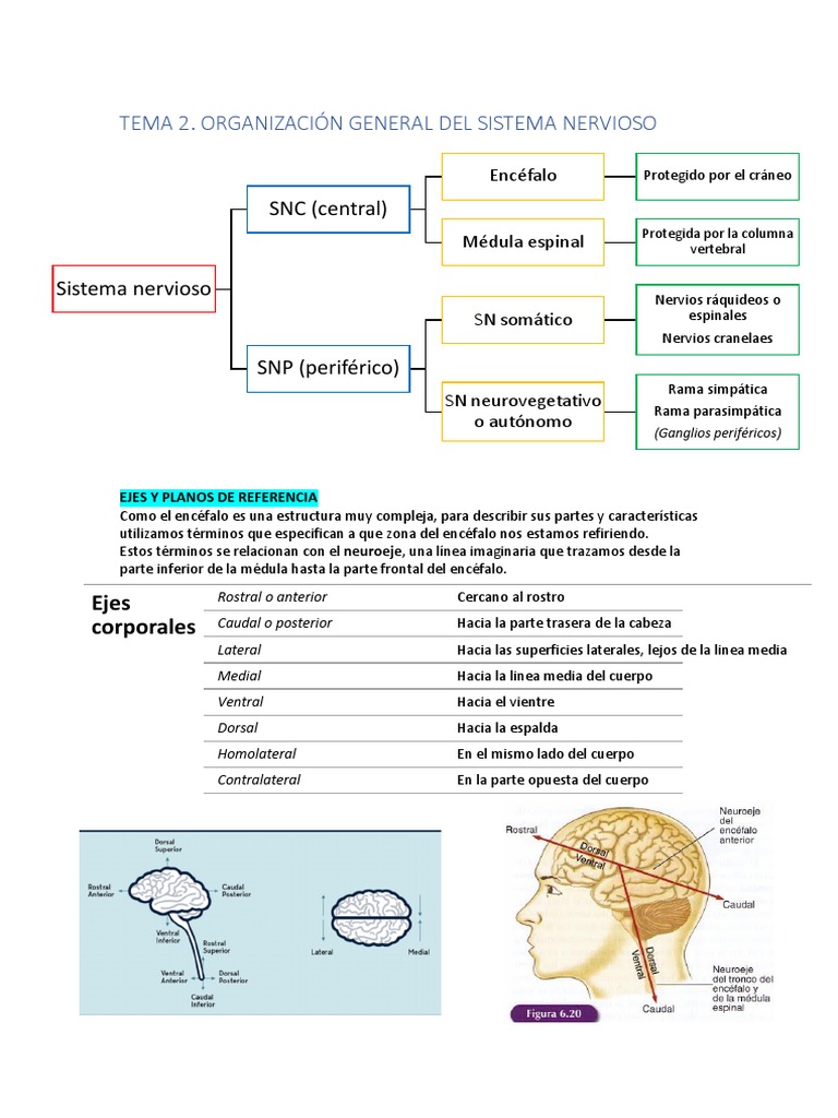 TEMA 2 Neuro | PDF