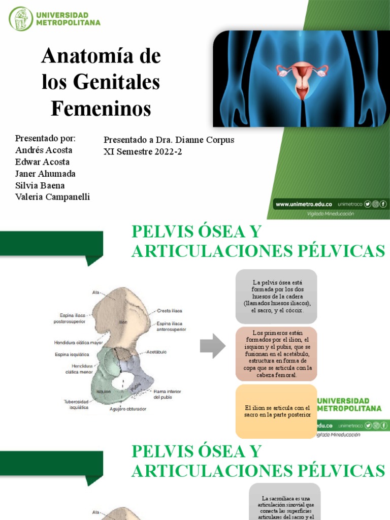 Anatomía de los Genitales Femeninos: Una Descripción Concisa y Completa de la Anatomía de la ...