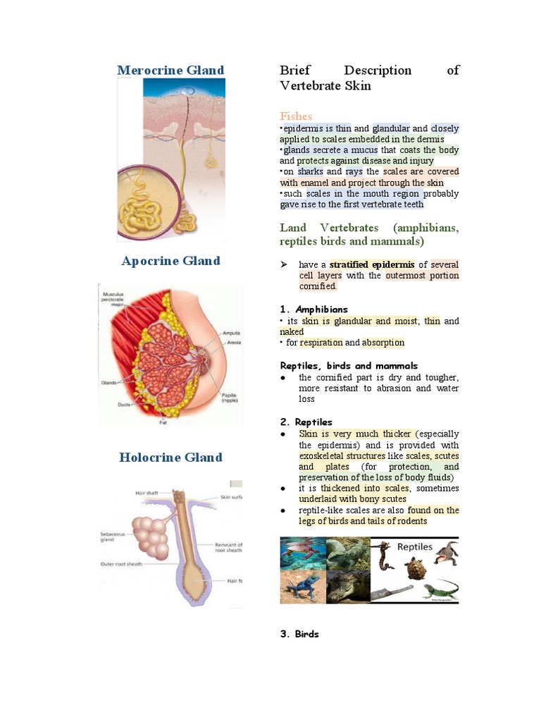 Integumentary System Notes | PDF | Skin | Epidermis