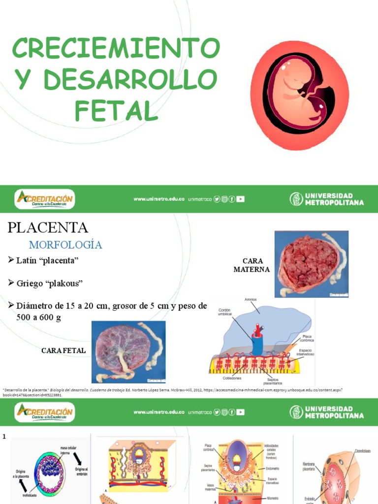 Crecimiento y Desarrollo Fetal Grupo 2 Final 2 | PDF | Placenta | El ...