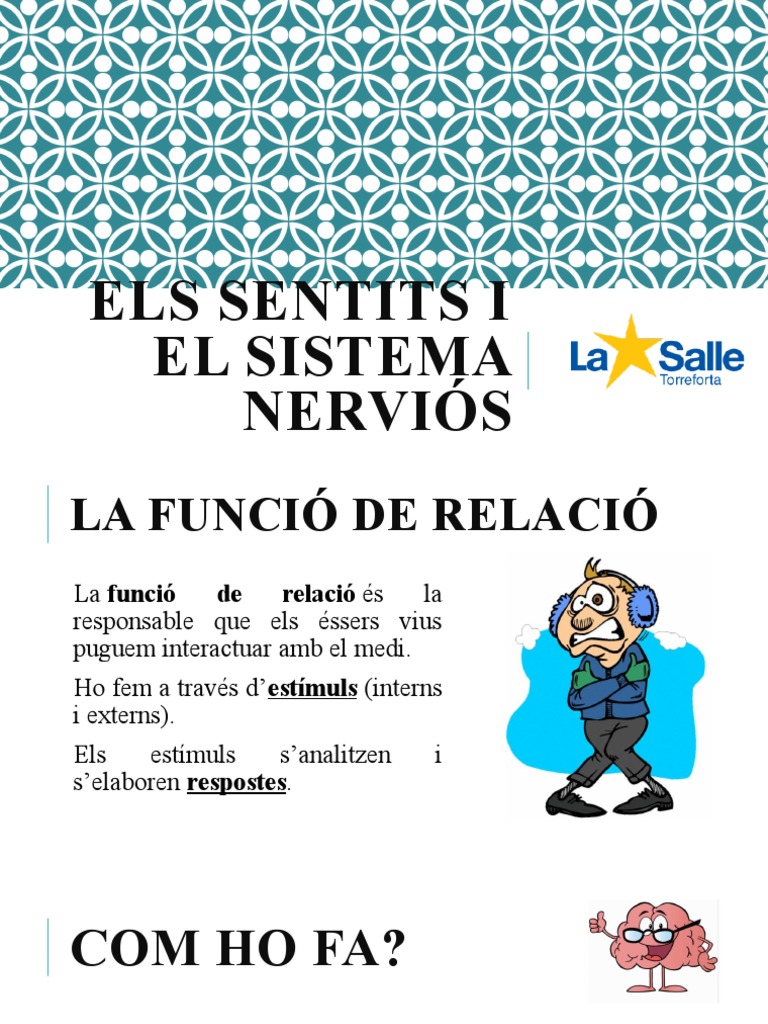 Els Sentits I El Sistema Nerviós | PDF