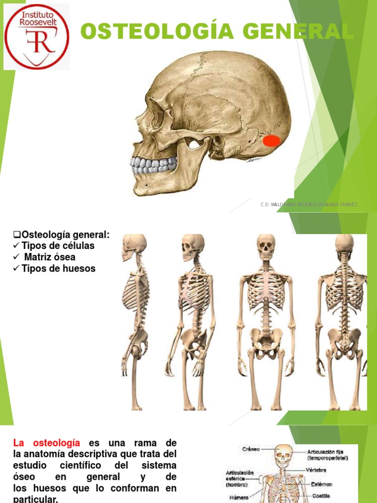 OSTEOLOGIA | PDF | Hueso | Tejido (biología)