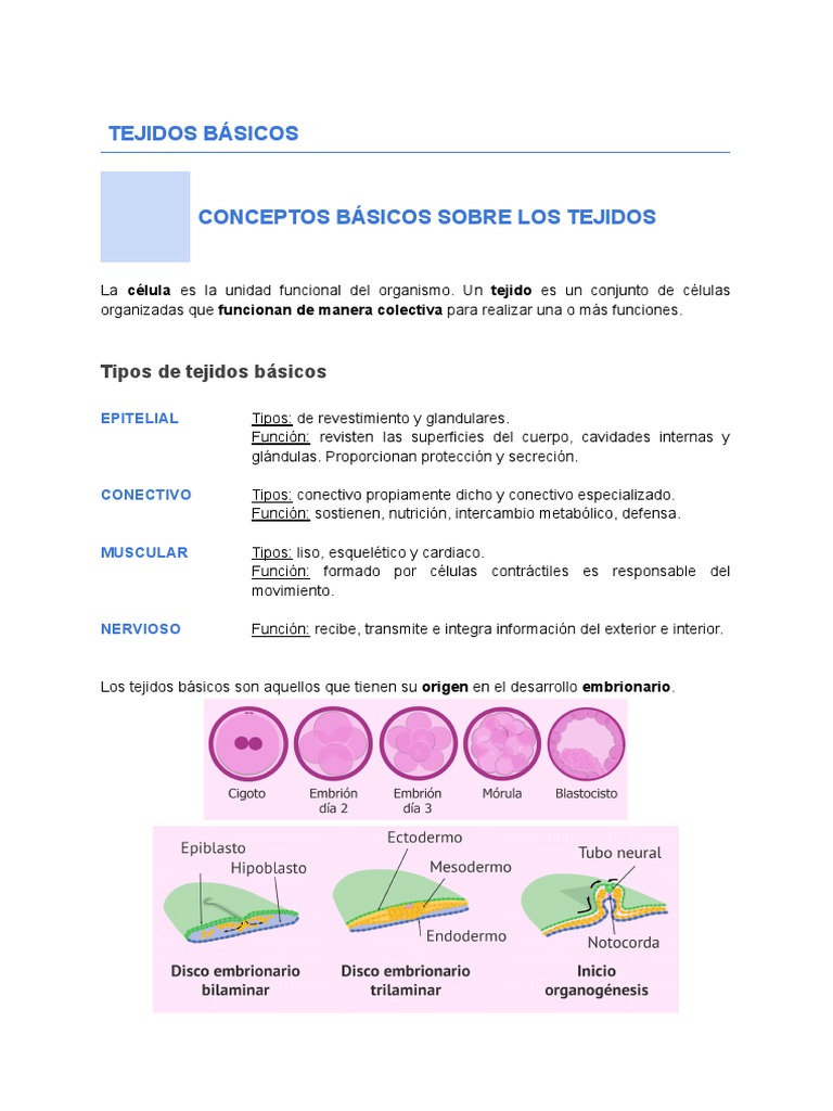Histología. Tejidos Básicos | PDF | Tejido conectivo | Epitelio