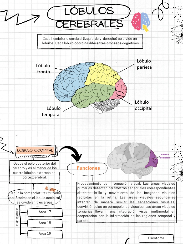 Lóbulos cerebrales y sus funciones | PDF | Lóbulo temporal | Lóbulo ...