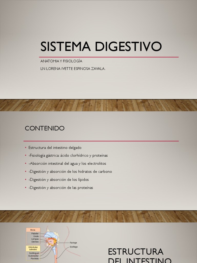 Fisiología Del Aparato Digestivo | PDF | Digestión | Estómago