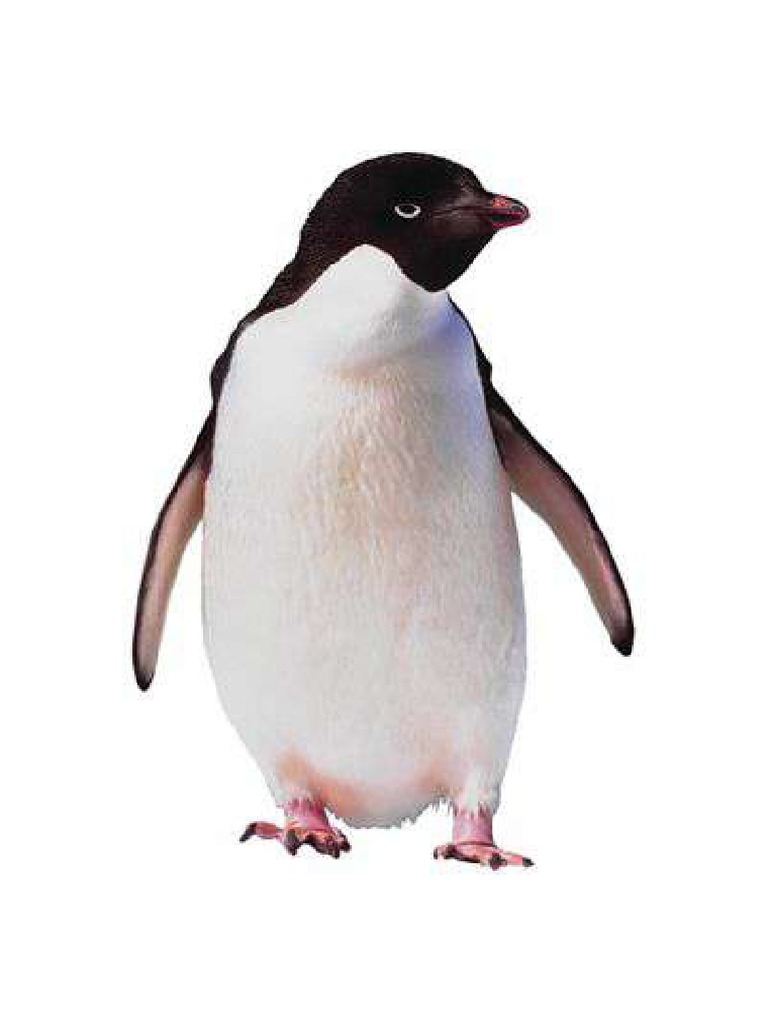 Penguin | PDF