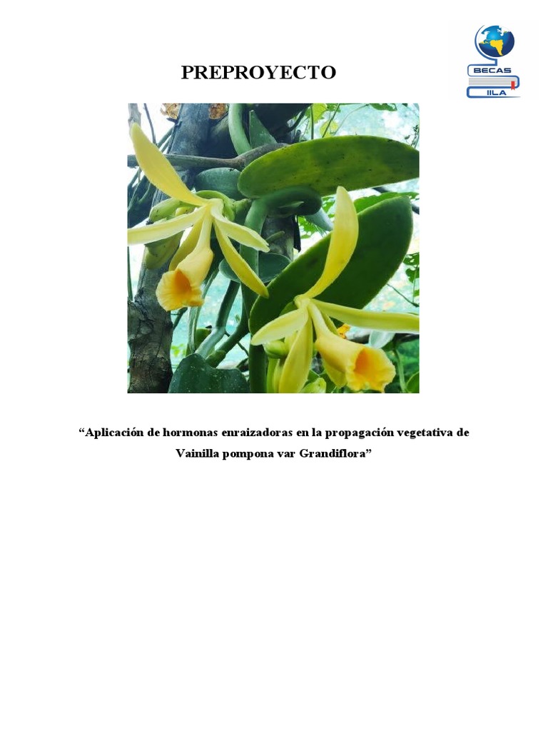 Preproyecto Primer Borrador | PDF | Agricultura | Los bosques