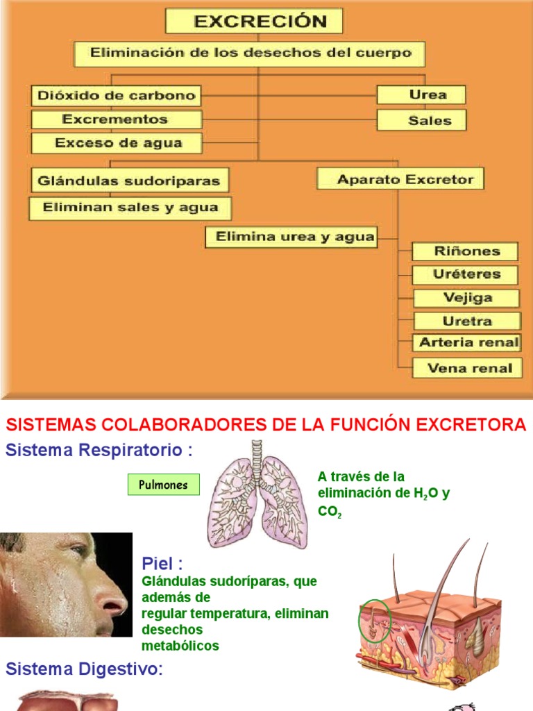 Aparato Excretor | PDF | Riñón | Sistema urinario
