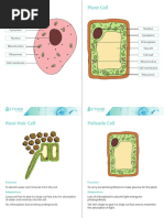Specialised Animal Cells - Living Organisms - KS3 Biology - BBC ...