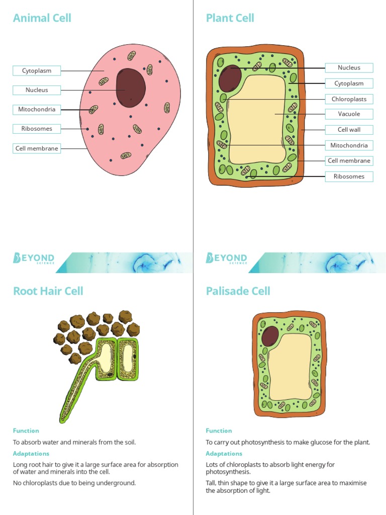T SC 2549639 Ks3 Biology Display Posters Ver 6 | PDF | Cell (Biology ...