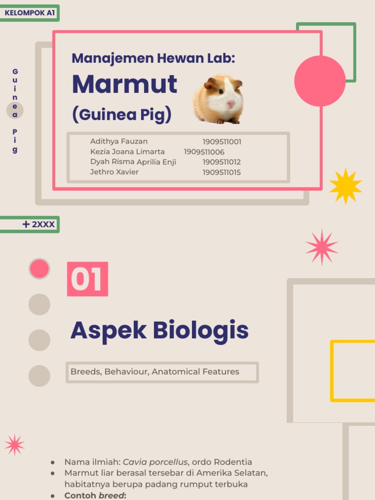 Manajemen Hewan Lab Marmut | PDF