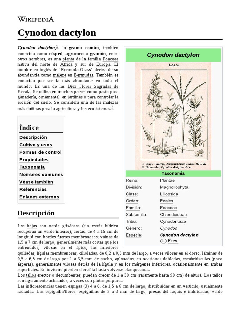 Cynodon Dactylon | PDF | Plantas | Botánica