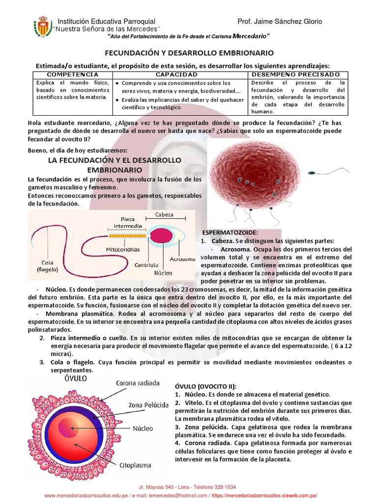 Fecundación - Desarrollo Embrionario | PDF | Implantación (embrión ...