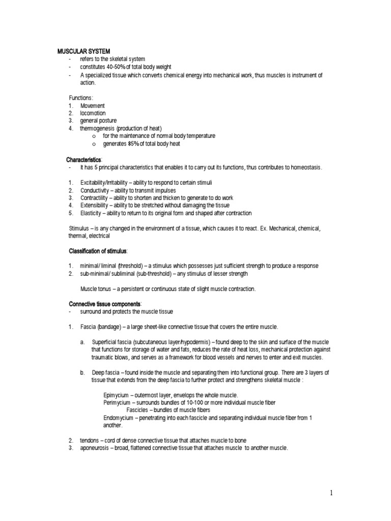 Muscular System | PDF | Human Leg | Muscle Contraction