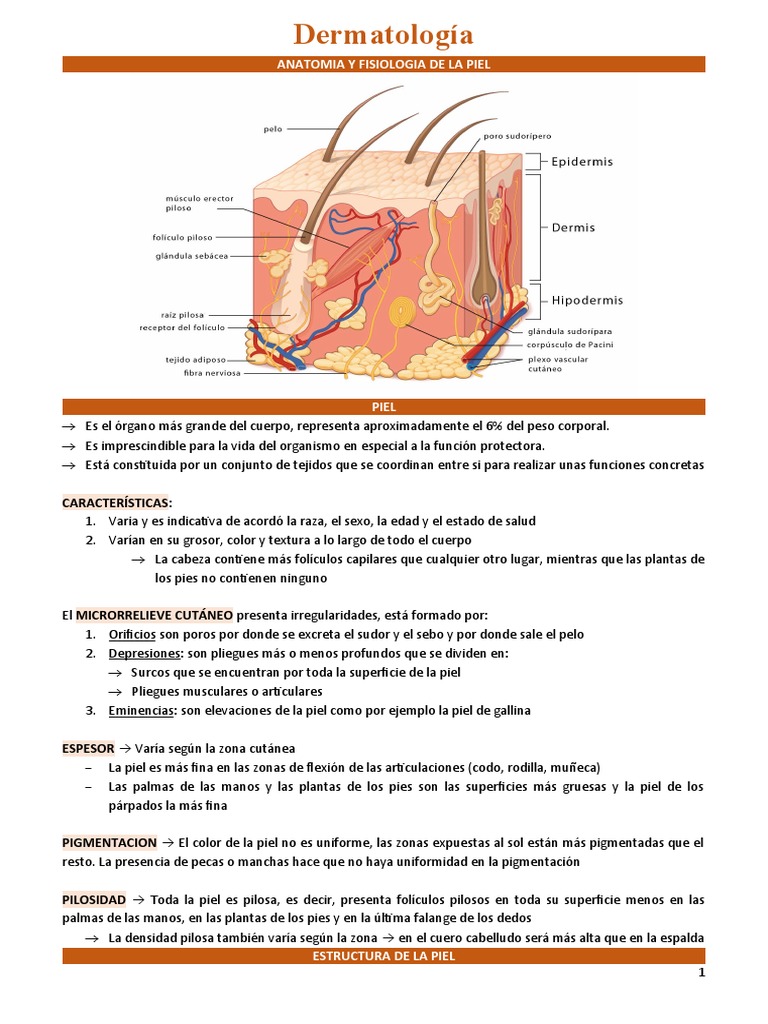 Dermatología | PDF | Piel | Epidermis