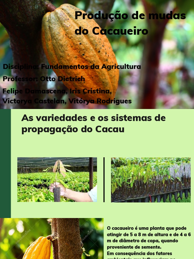 As Variedades e Os Sistemas de Propagação Do Cacau | PDF | Semente ...