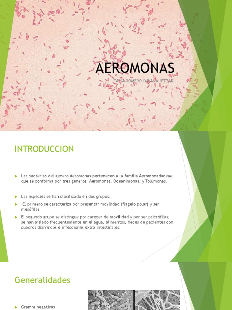 Bacterias Aeromonas: Características y Riesgos | PDF | Penicilina | Las ...