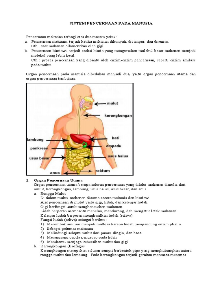 Sistem Pencernaan Manusia | PDF