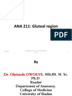 Gluteal Region Anatomy and Landmarks | PDF | Soft Tissue | Limbs (Anatomy)