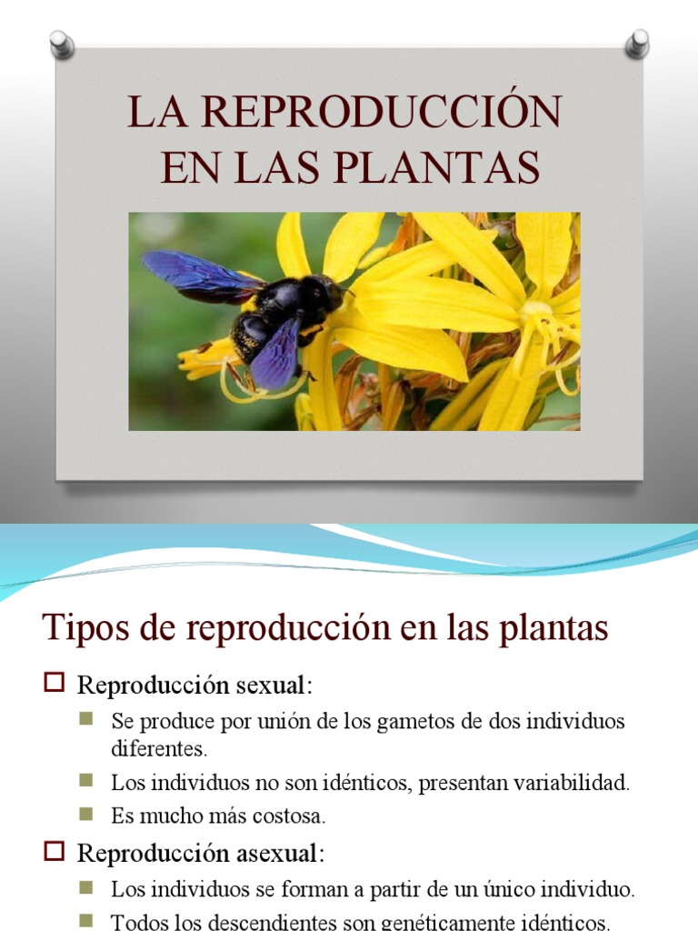 Reproducción de Plantas | PDF | Flores | Plantas