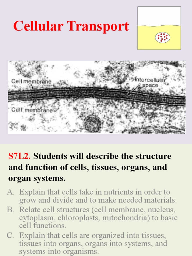 Cell Transport Powerpoint | PDF | Osmosis | Cell (Biology)