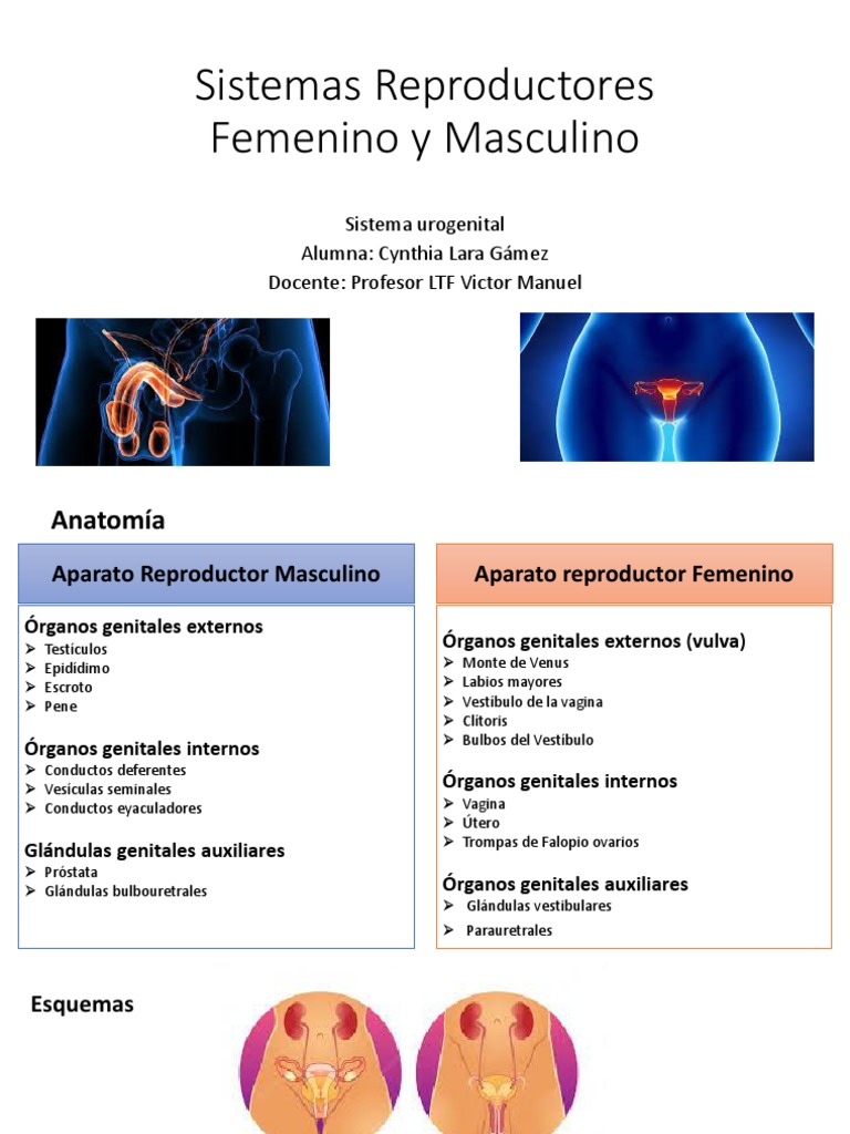 Sistemas Reproductores Femenino y Masculino | PDF | Vagina | Sistema reproductivo
