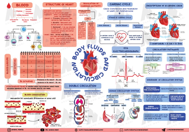 A18 BODY FLUIDS in Human Body | PDF | Heart | Atrium (Heart)