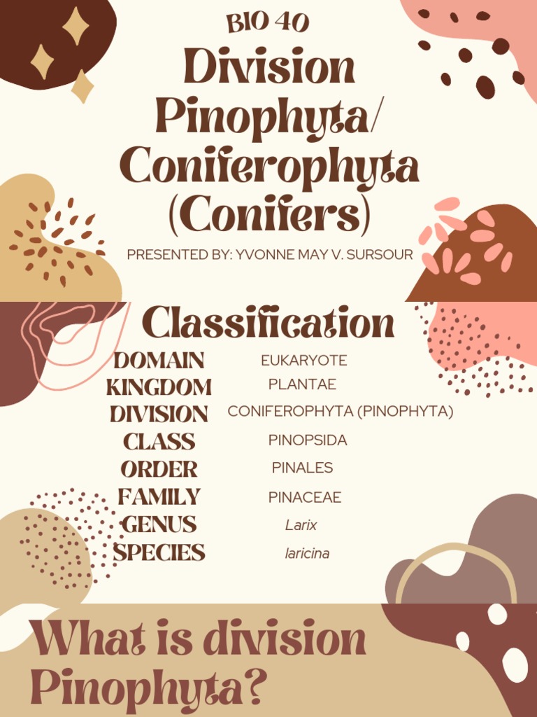 Overview of Division Pinophyta | PDF | Botany | Biology