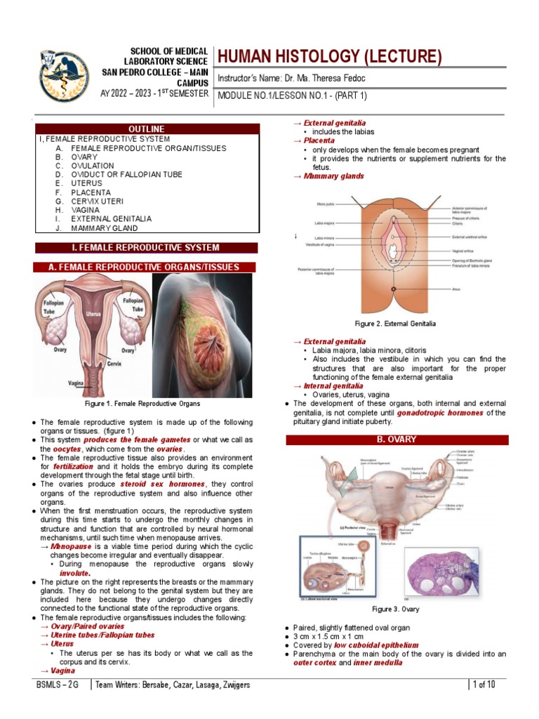 Histo Lec - Female Reproductive System | PDF | Ovary | Menstrual Cycle