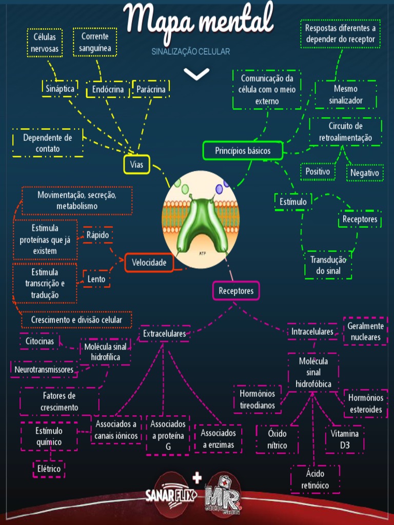 Mapa Mental Sinalização Celular | PDF | Receptor (Bioquímica ... Mapa Mental Sinalização Celular | PDF | Receptor (Bioquímica ...