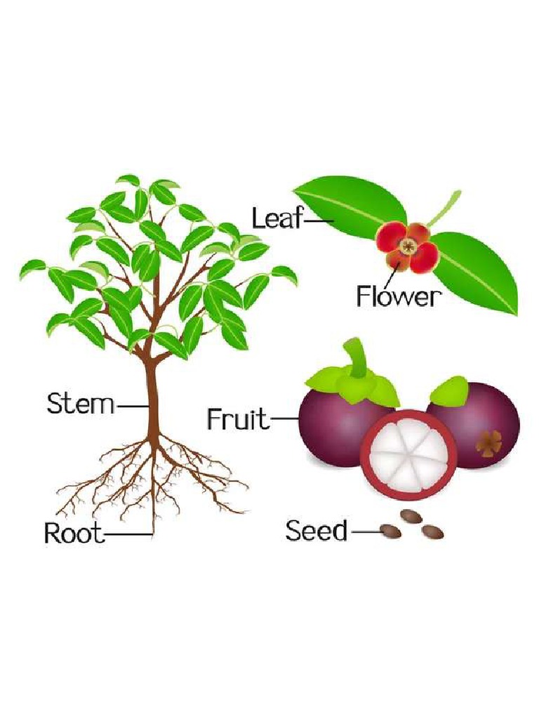 Parts of Mangosteen Tree | PDF