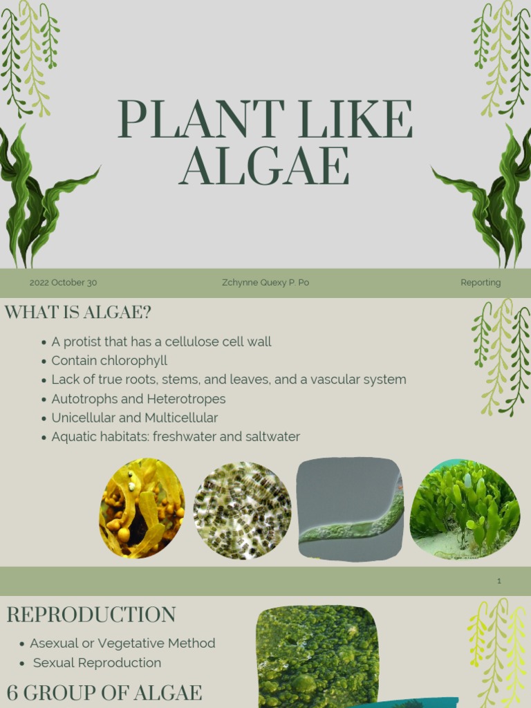 Plantlike Algae | PDF