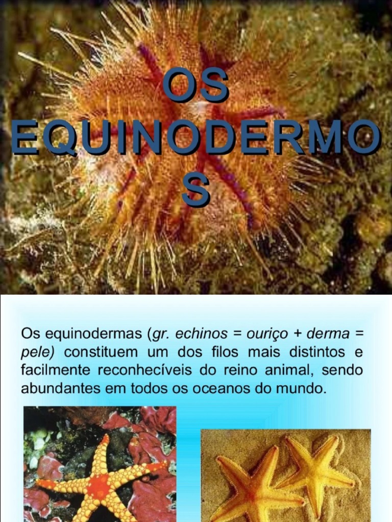 Equinodermos | PDF