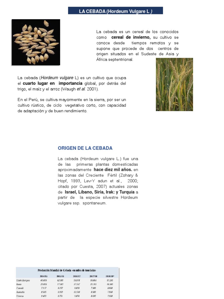 Cebada | PDF | Almidón | Cerveza
