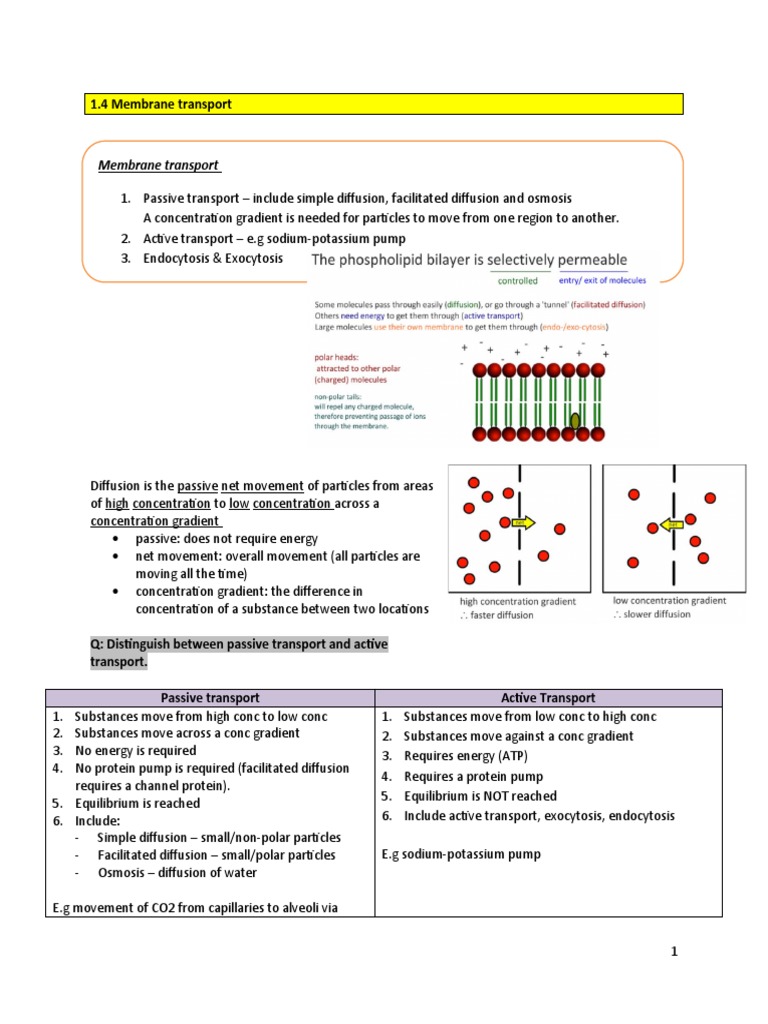 1.4 Membrane Transport | PDF | Cell Membrane | Endoplasmic Reticulum