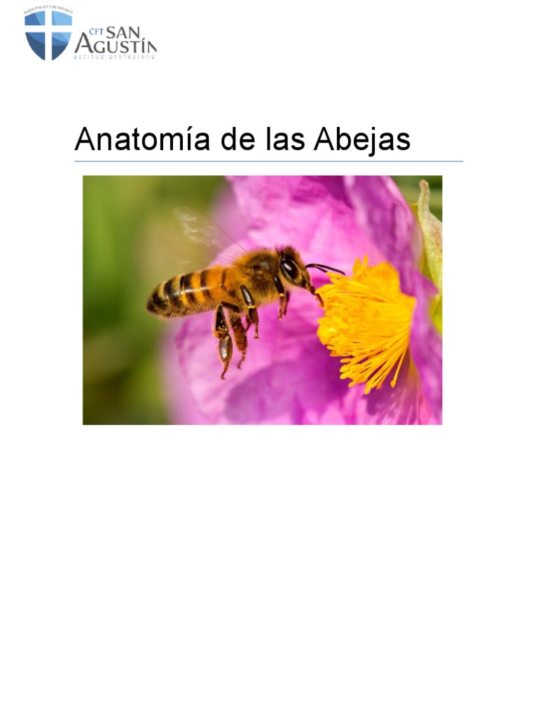 Anatomia de La Abeja | PDF | Abejas | Insectos