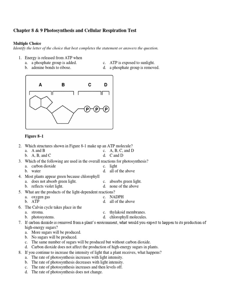 Chapter 8 & 9 Photosynthesis and Cellular Respiration Test: Multiple ...