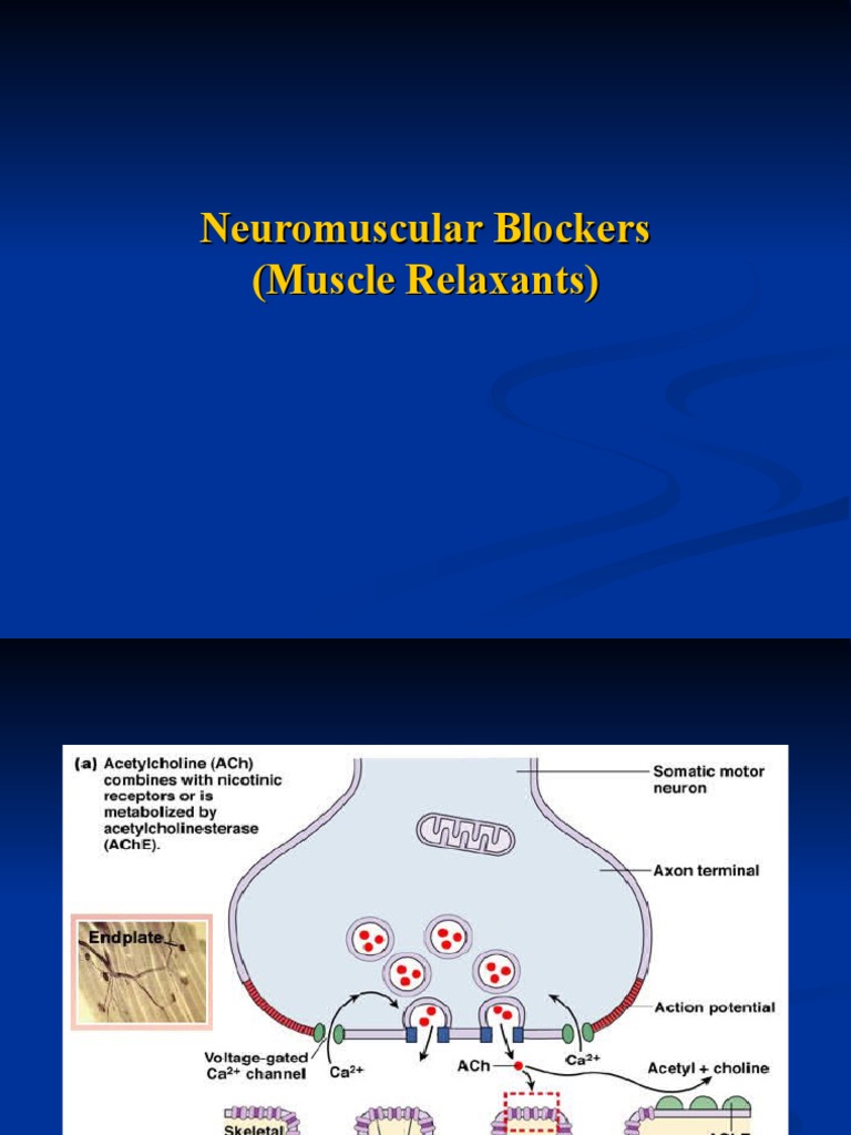 Neuromuscular Blockers | PDF