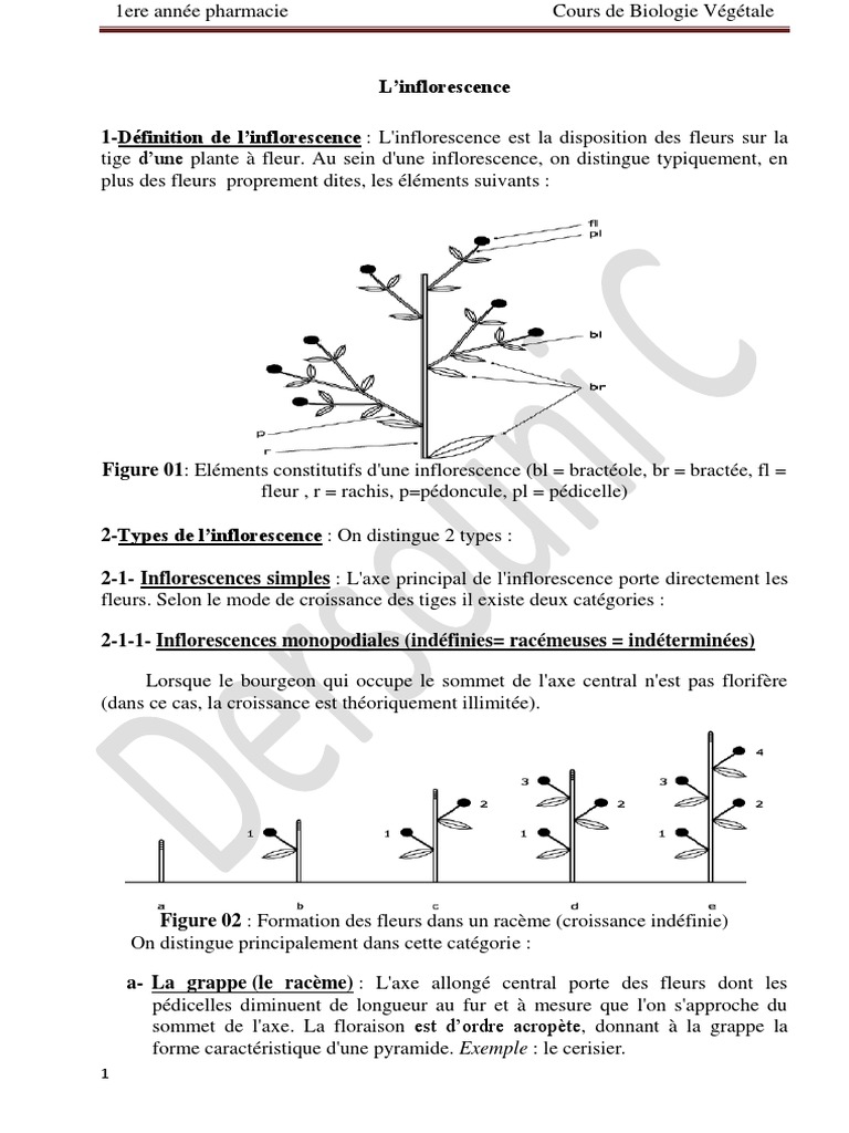 Types et définitions d'inflorescences | PDF | Branches de la Botanique ...