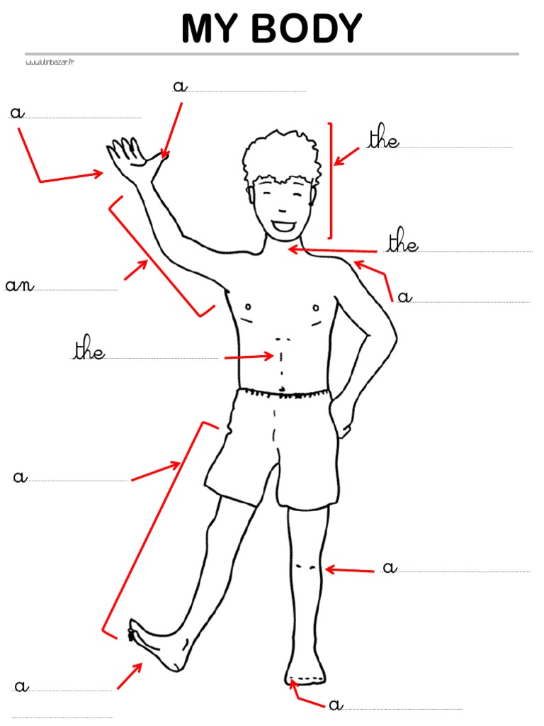 Body Parts - Schémas LB | PDF