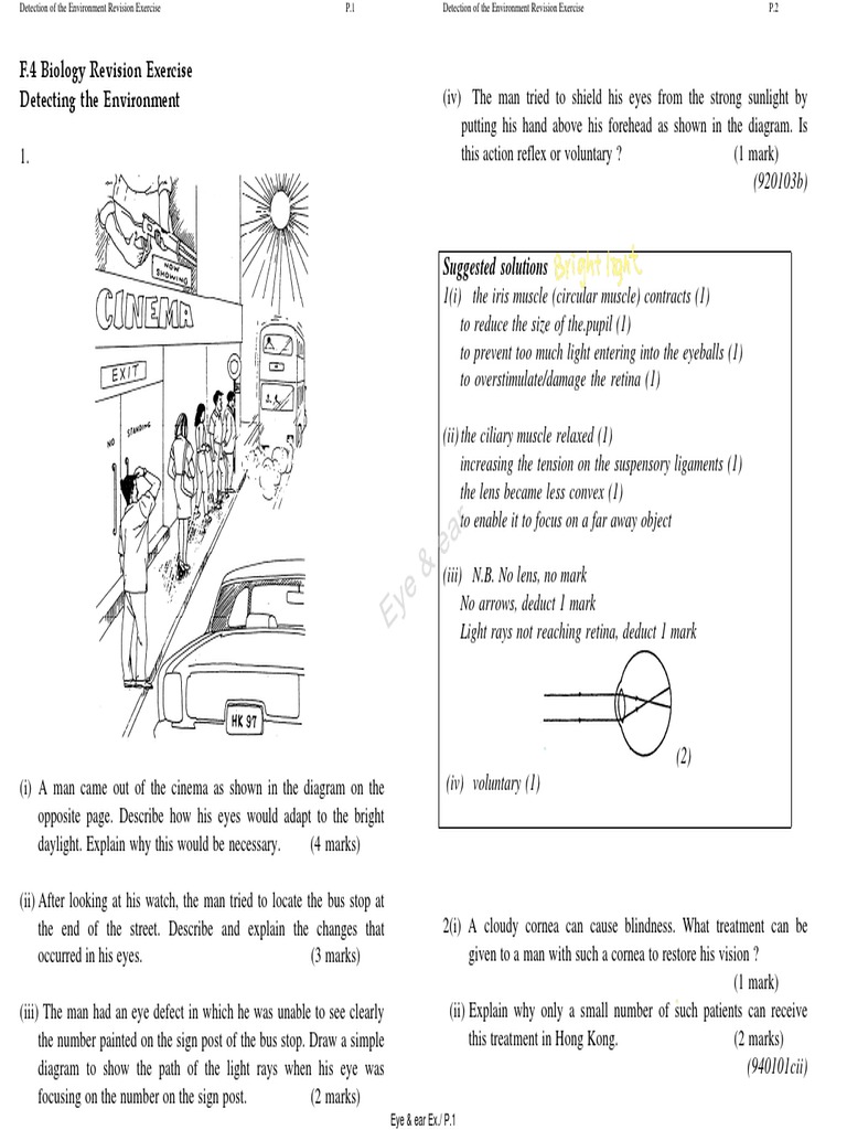 Eye & Ear HKCEE Rev Ex | PDF | Eye | Human Eye