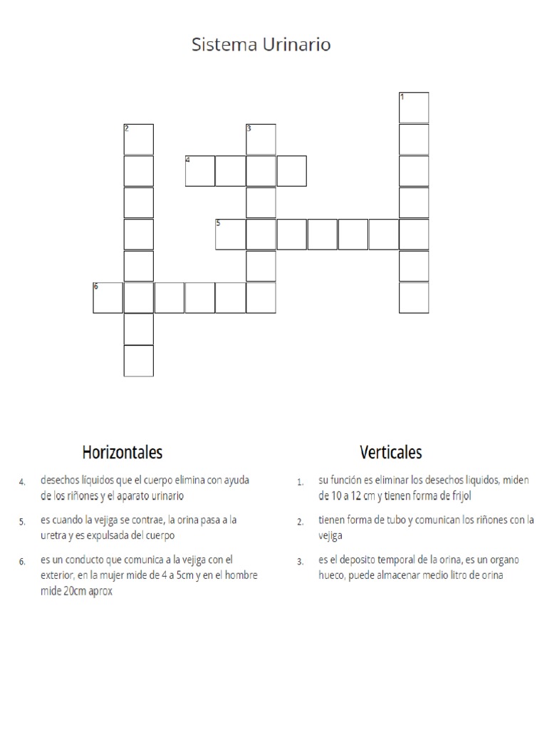 Sistema Urinario Crucigrama | PDF